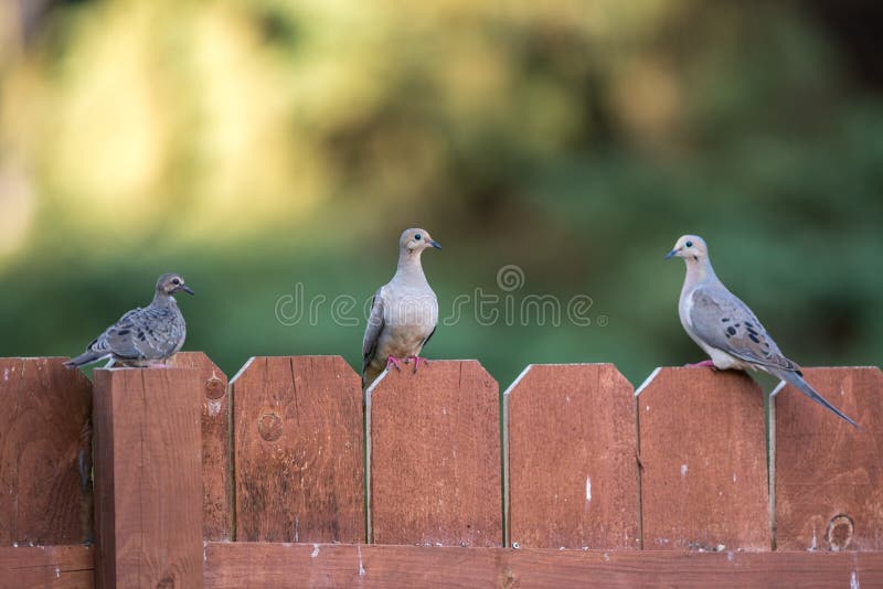Dove S Family are Looking at Camera Stock Photo - Image of beak, look ...