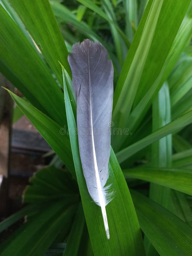 Dove Feather Above the Leaf Stock Photo - Image of flower, dove: 252430534