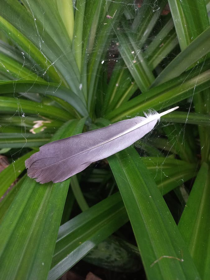Dove Feather Fall among the Leaves Stock Image - Image of invertebrate ...