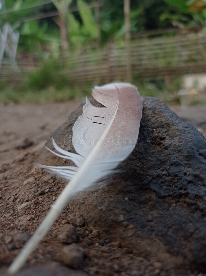 Dove Feathers Fall in My Garden Stock Photo - Image of rock, dove ...