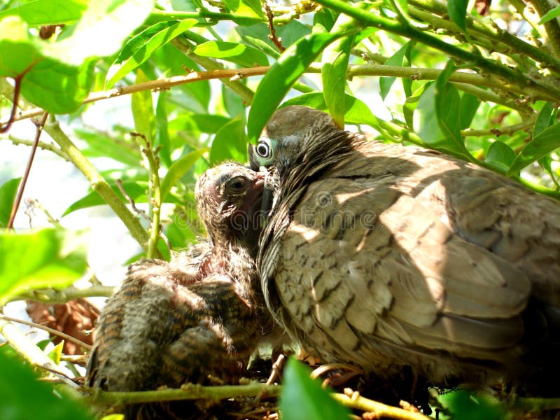 Dove is feeding baby stock image. Image of nature, columbidae - 39740215