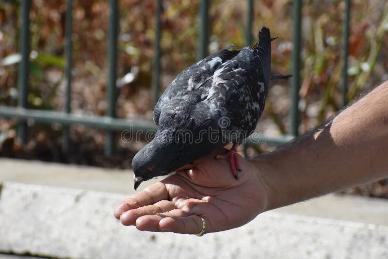 A Dove, Feeding from Man`s Hand. Stock Image - Image of happy, animal ...