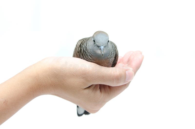 5,440 Dove Hand Stock Photos - Free & Royalty-Free Stock Photos from ...