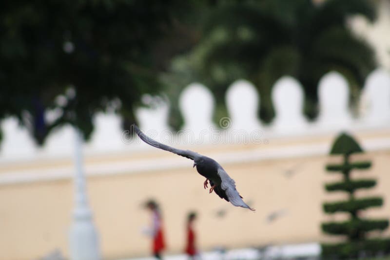 Dove in flight down stock photo. Image of beautiful, building - 80582692