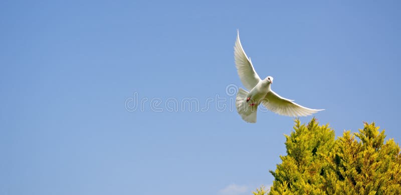 Dove in flight stock image. Image of wings, feathers - 67279801