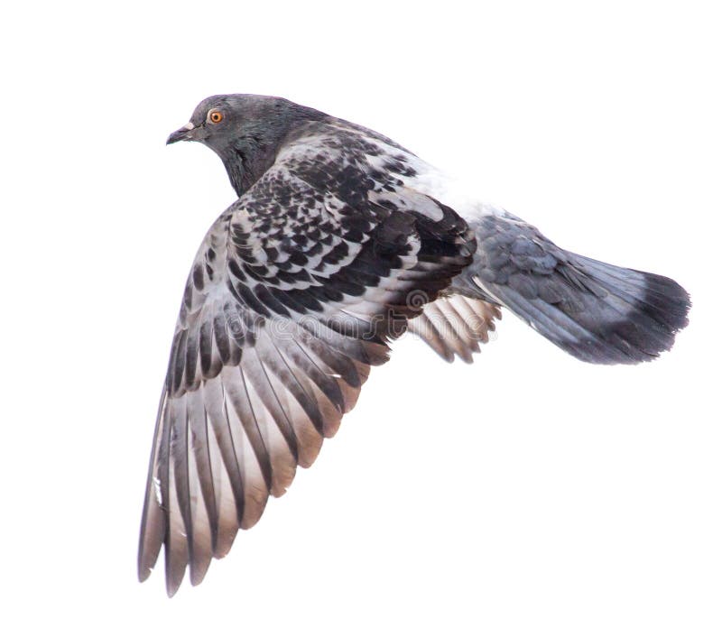 Dove in flight stock image. Image of feet, open, wings - 17288077