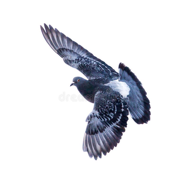 Dove in flight stock image. Image of feet, open, wings - 17288077
