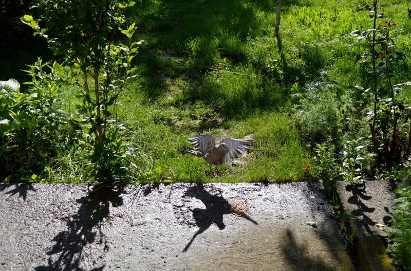 Dove in Flight and Its Shadow Stock Photo - Image of wings, color ...