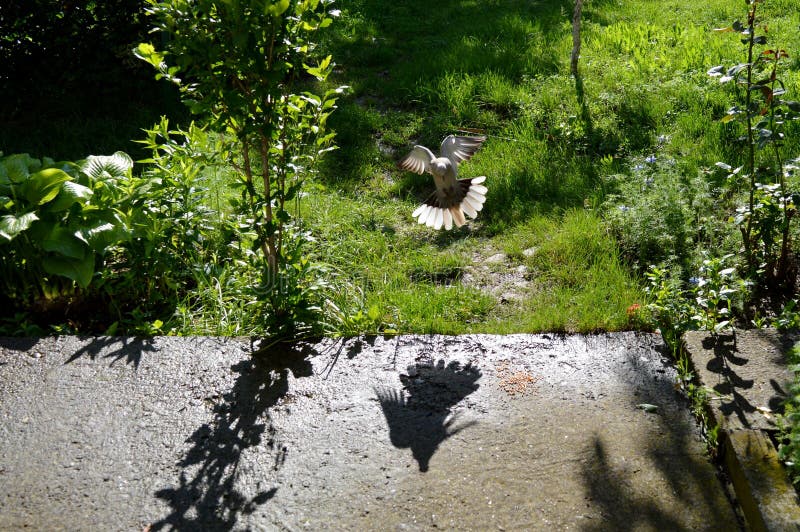 Dove in Flight and Its Shadow Stock Image - Image of plant, animal ...