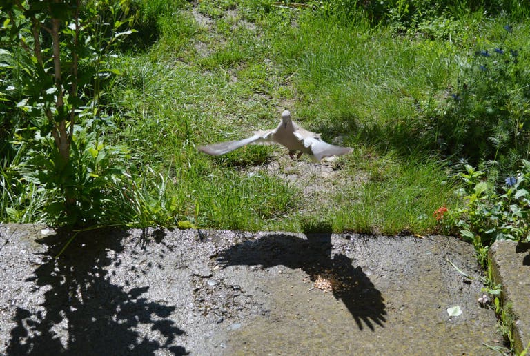 Dove in Flight and Its Shadow Stock Image - Image of bird, flight ...