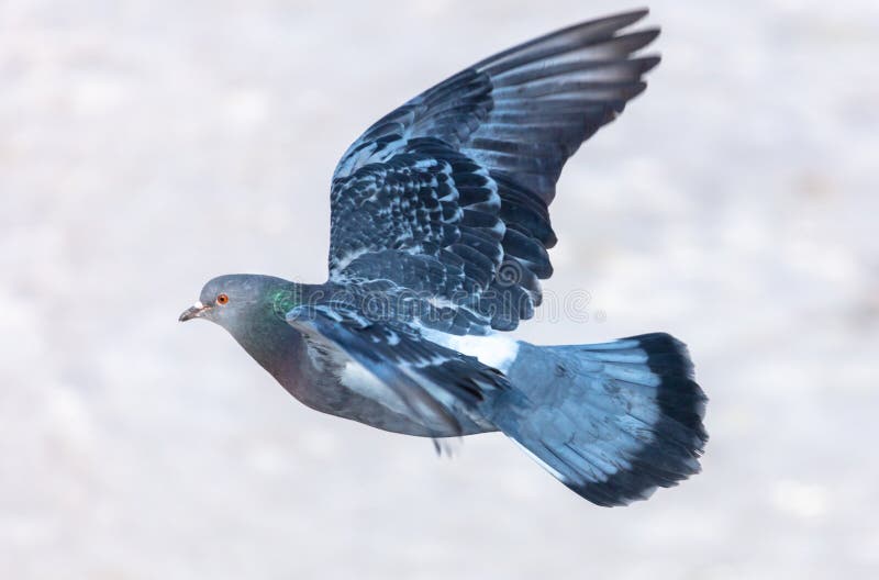 Dove in flight stock image. Image of feet, open, wings - 17288077