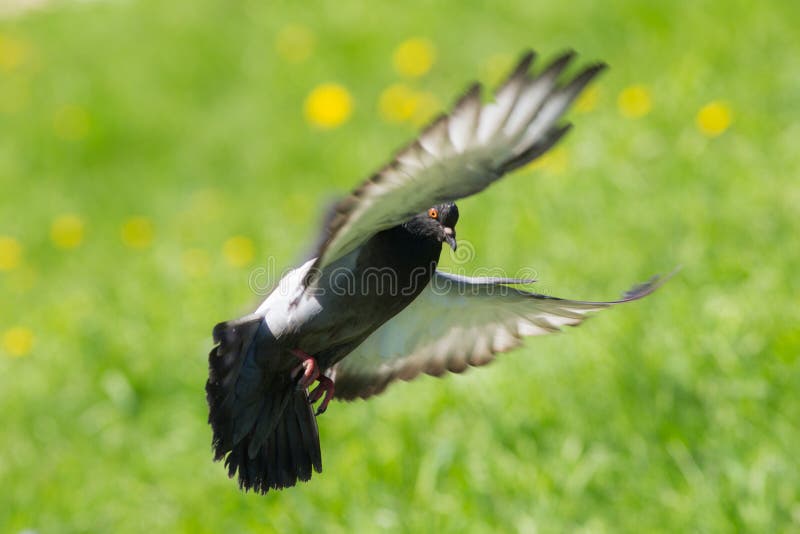Dove flying over water stock image. Image of pigeon, color - 75516085