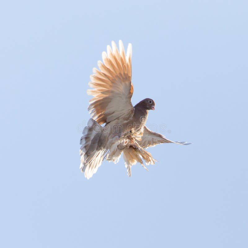 Dove in flight in the sky stock image. Image of flight - 101868973