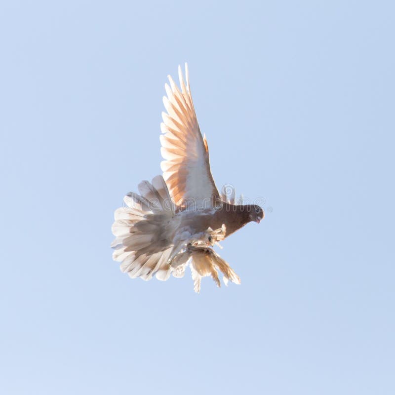Dove in flight in the sky stock photo. Image of bird - 108615496