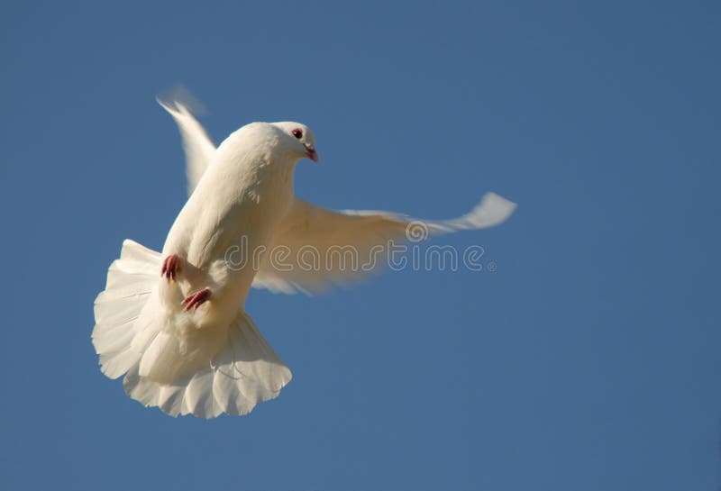 Dove in Flight stock image. Image of landing, land, peace - 37055239
