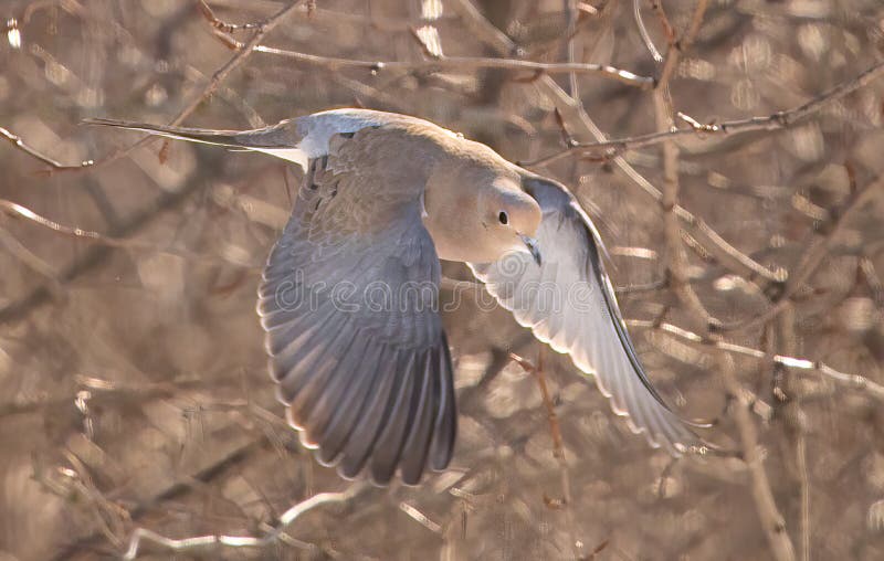 Dove flying gracefully p stock image. Image of flying - 266711081