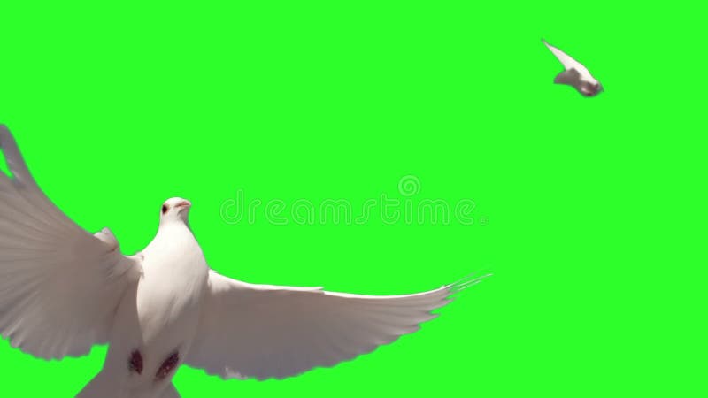 Dove Flying on Green Screen Background Stock Footage - Video of ...