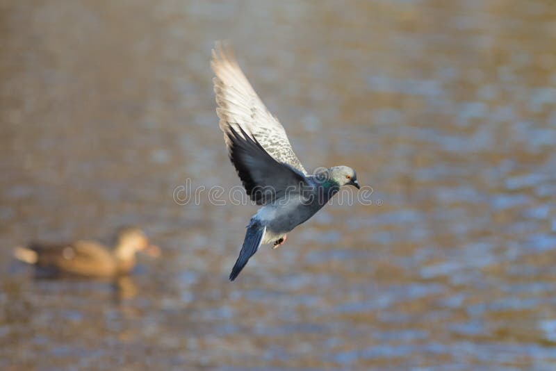 403 Dove Flying Over Water Stock Photos - Free & Royalty-Free Stock ...