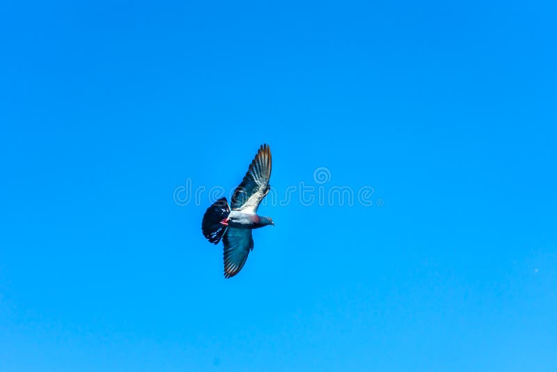 Dove flying stock image. Image of dove, bird, blue, flying - 112936835