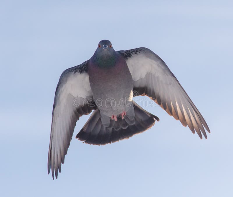 Dove flying in the park stock image. Image of wing, portrait - 175522617