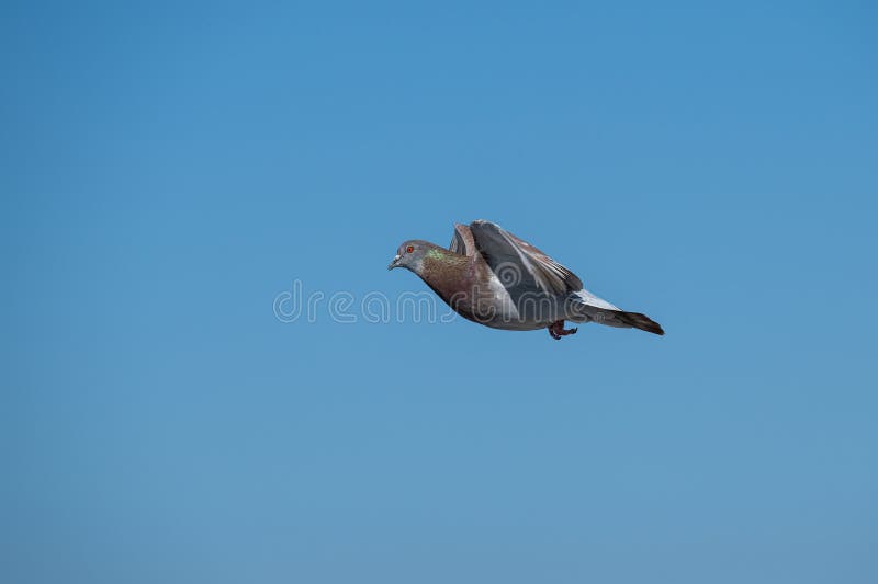 Dove Flying in the Sky, Blue Sky Background Stock Photo - Image of ...