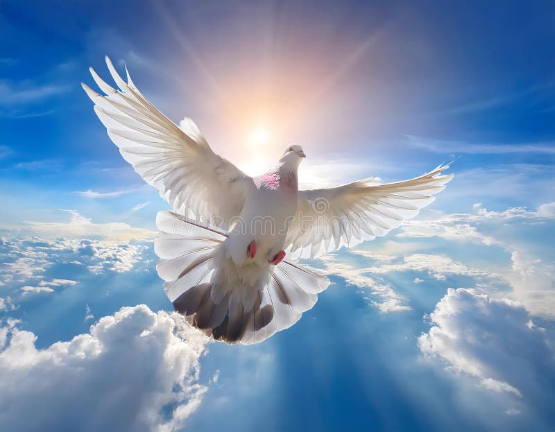 A Dove Flying in the Sky with the Sun Shining through the Clouds Stock ...