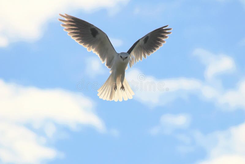 Dove Flying Over Lush Green Grass and Colorful Wildflowers Stock Image ...