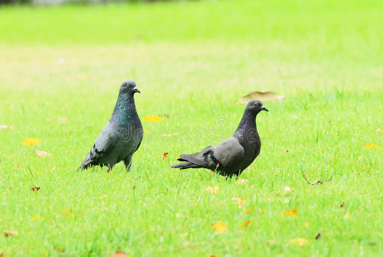 Dove stock image. Image of hope, bird, nature, purity - 88404209