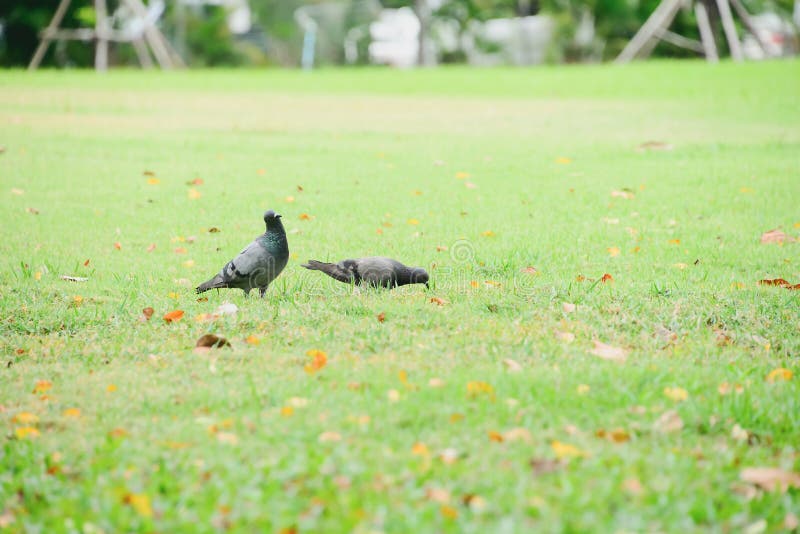 Dove stock photo. Image of black, color, cute, portrait - 88404398