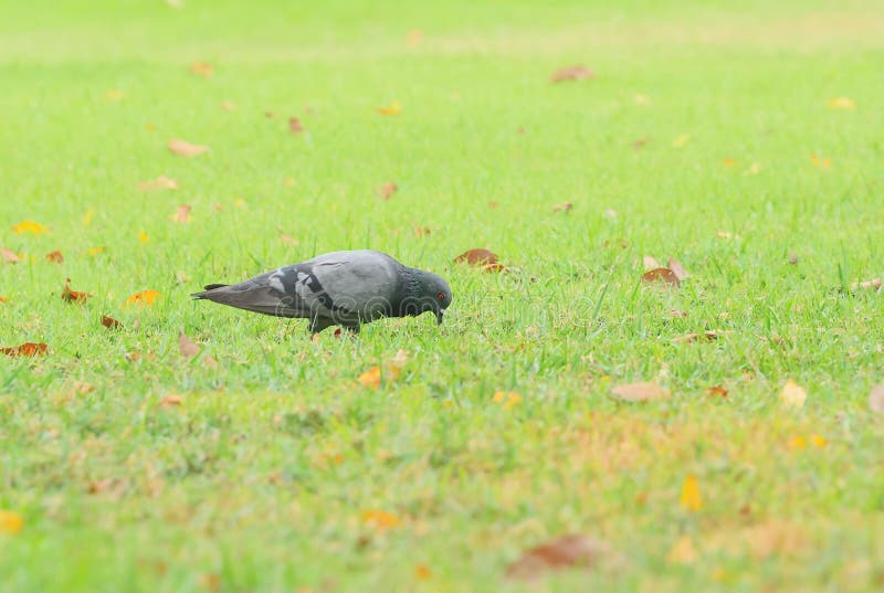 Dove stock image. Image of outdoor, meal, freedom, finding - 88972085