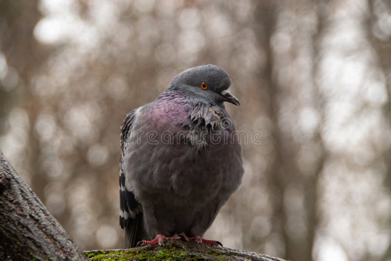 Dove in the forest stock image. Image of autumn, dove - 233941801