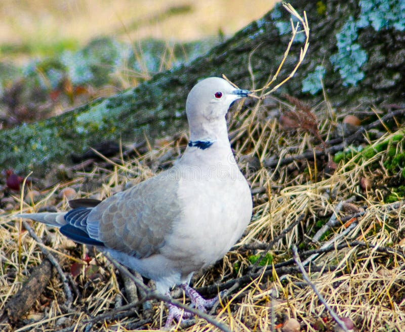 A Dove Gathers Nesting Material Preparing Her Spring Nest Stock Image ...
