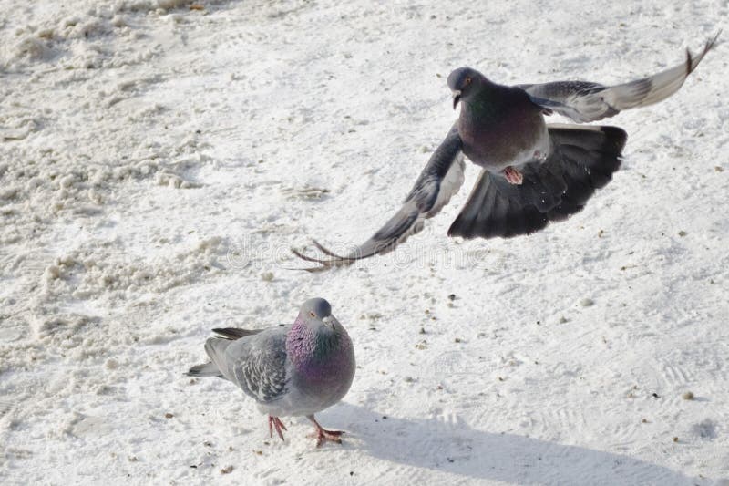 Dove stock photo. Image of doves, wings, blue, outdoors - 46960544