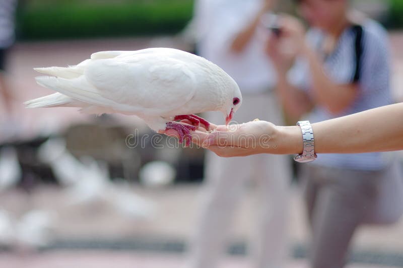 4,963 Dove Hand Stock Photos - Free & Royalty-Free Stock Photos from ...