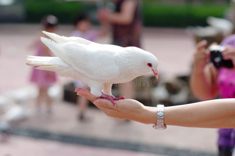 4,963 Dove Hand Stock Photos - Free & Royalty-Free Stock Photos from ...