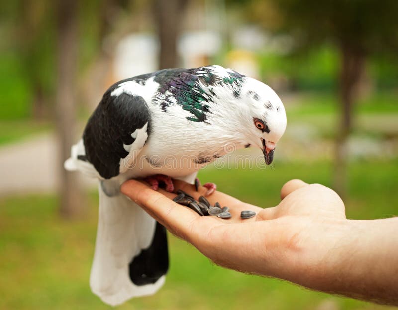 Dove in hand stock image. Image of feathers, curious - 27160875