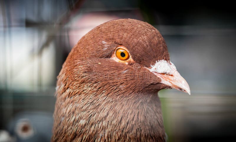 Dove head stock photo. Image of pigeon, life, bird, dove - 47593090