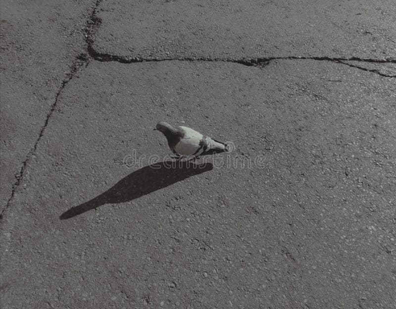 Dove and his shadow stock photo. Image of protection - 170620212