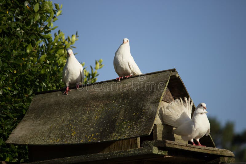 The Dove House at Charlecote Park Stock Photo - Image of forest, roof ...