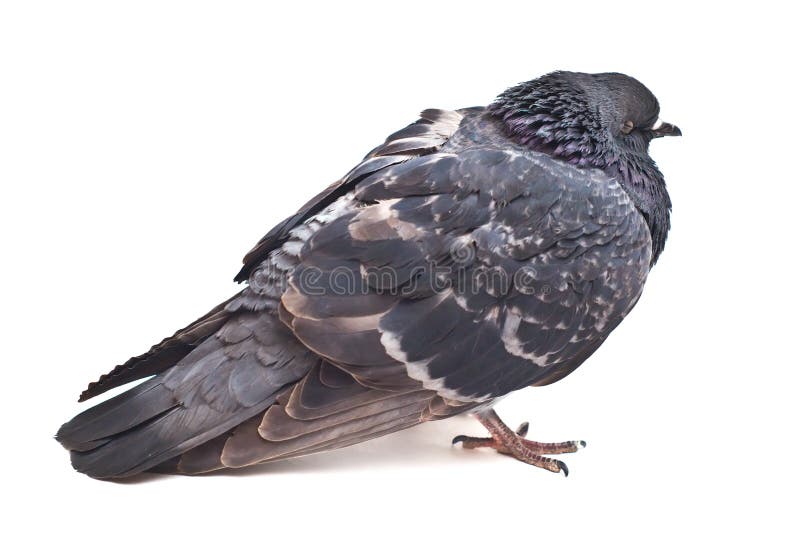 Dove isolated stock photo. Image of avian, black, alive - 13052962