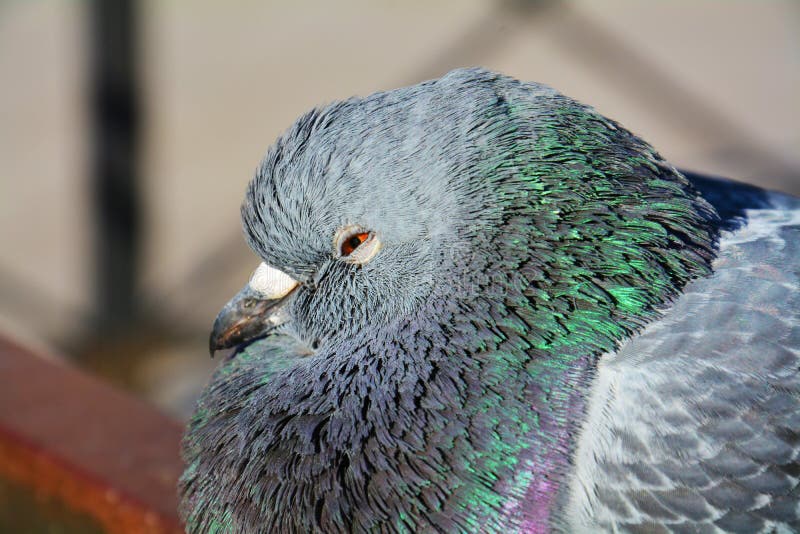 Dove and joy, symbol stock image. Image of holy, dove - 85113179