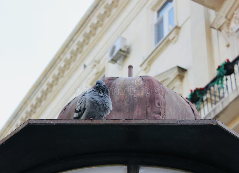 Dove looking down stock photo. Image of bird, dove, beautiful - 137147140