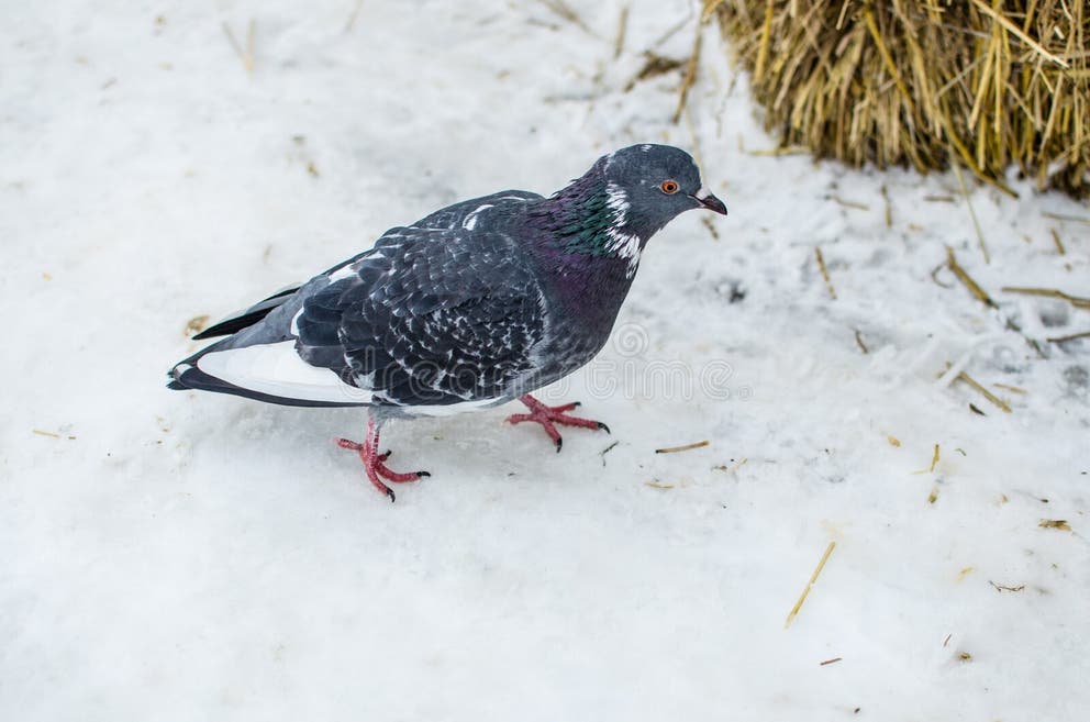 Dove stock image. Image of signal, poultry, emblem, local - 52198421