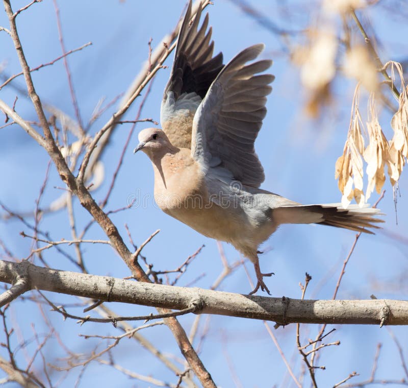 Dove in nature stock photo. Image of beak, dove, portrait - 101628948