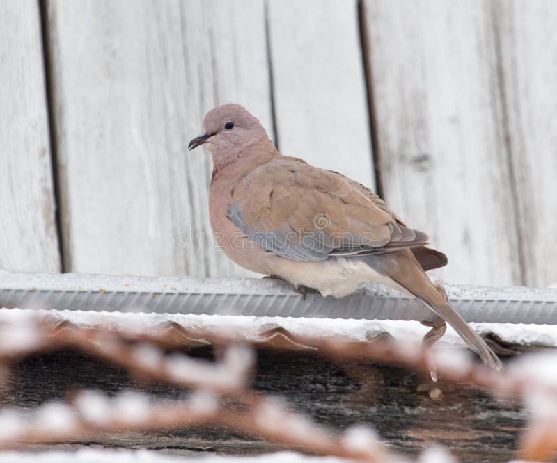 Dove in nature in winter stock image. Image of outdoor - 105154957