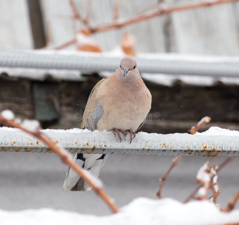 Dove in nature in winter stock photo. Image of beauty - 105573418