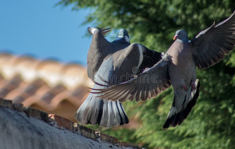 Dove with open wings stock photo. Image of black, flight - 115397142