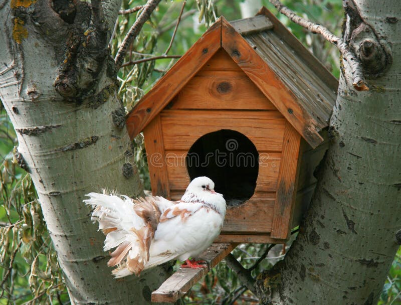 Dove stock photo. Image of plumage, domestic, dove, nest - 32437050