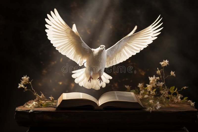 A Dove with Outstretched Wings Over an Open Bible in the Sunlight Stock ...