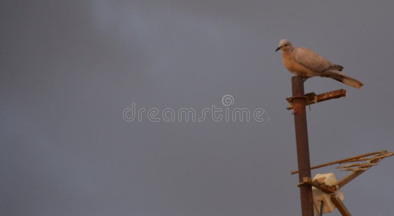 Dove over a power pole stock photo. Image of pole, beak - 181964326